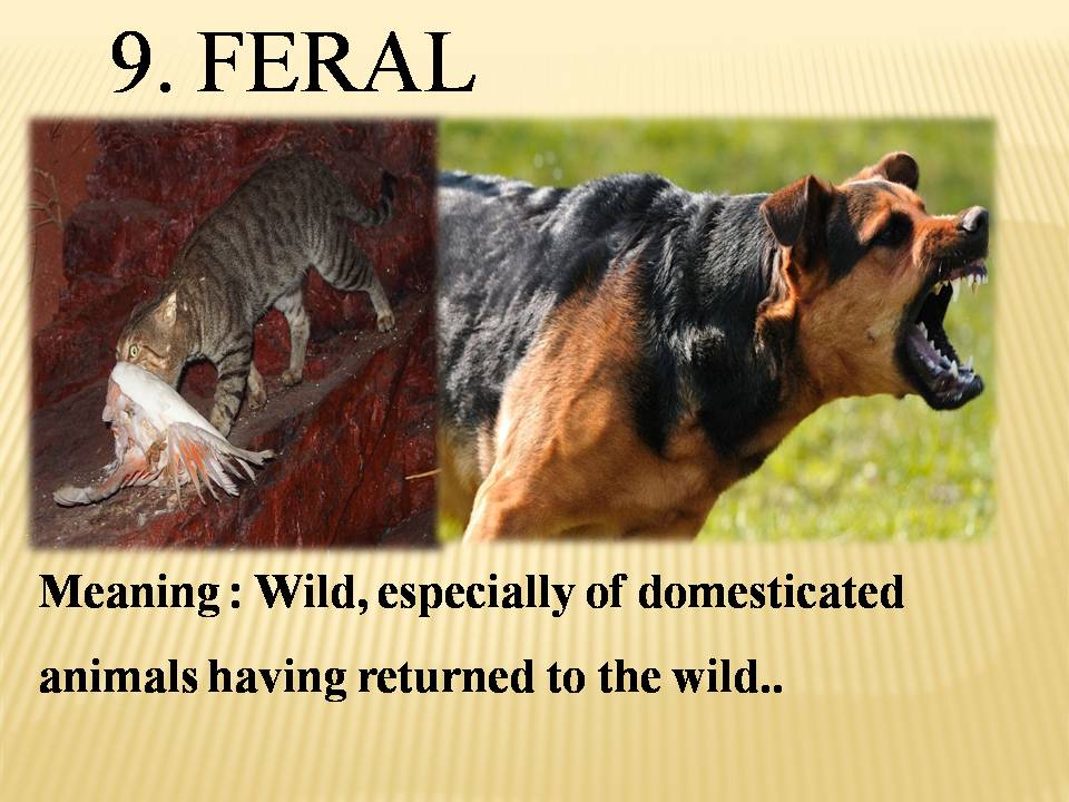 Daily Vocabulary For SSC Bank Exams WEEK 2 Day 1